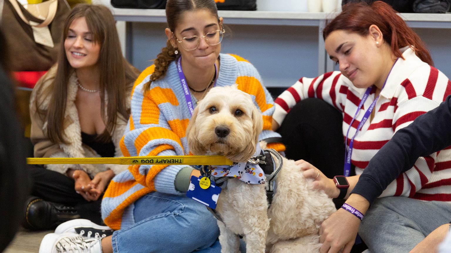 Therapy dogs – Student Shout Out